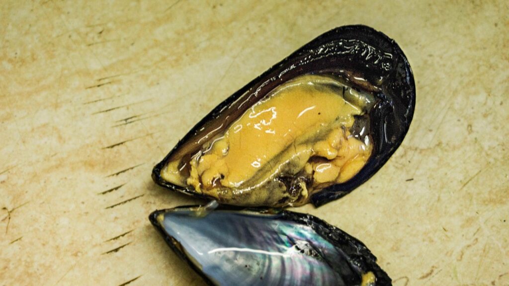 COZZA DI SCARDOVARI D.O.P. - Scardovari - Pescatori, depurazione ...